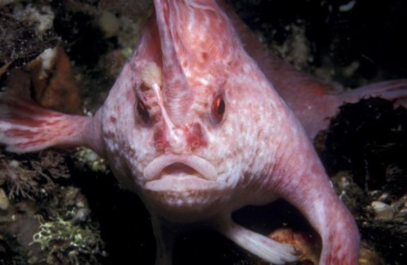 ¡Ternuritas! Estos son los animales más raros pero adorables del mundo ...